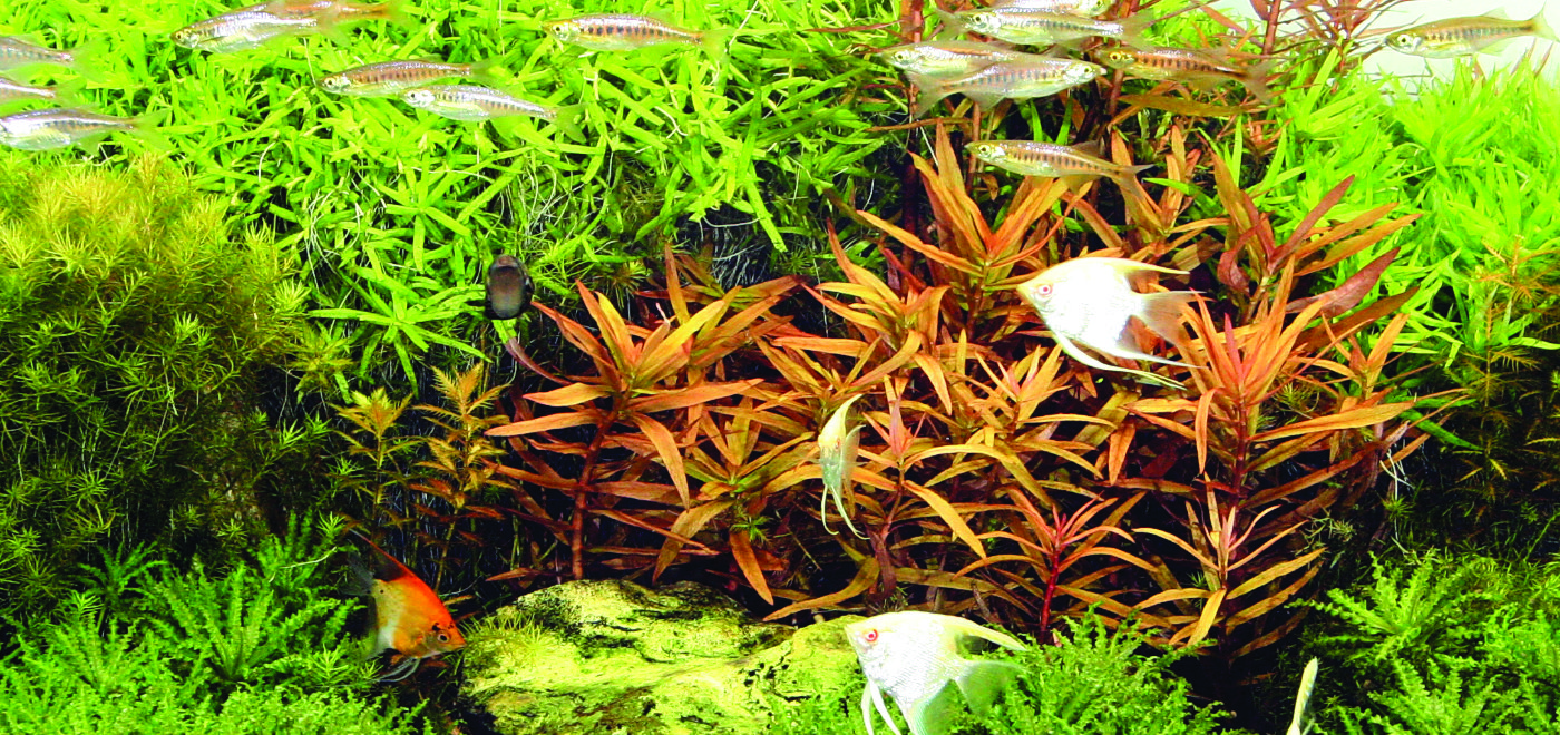 Šta je sve potrebno za stabilan akvarijum